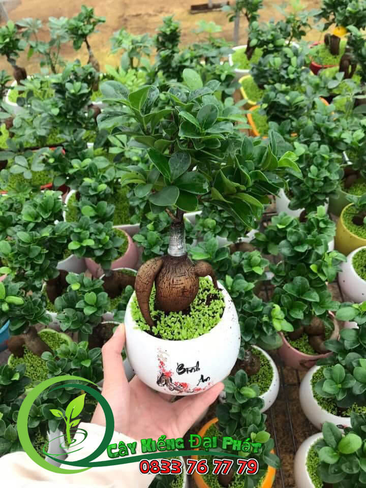 Chậu Cây Si Nhật Để Bàn: Tạo Không Gian Sống Tươi Mới